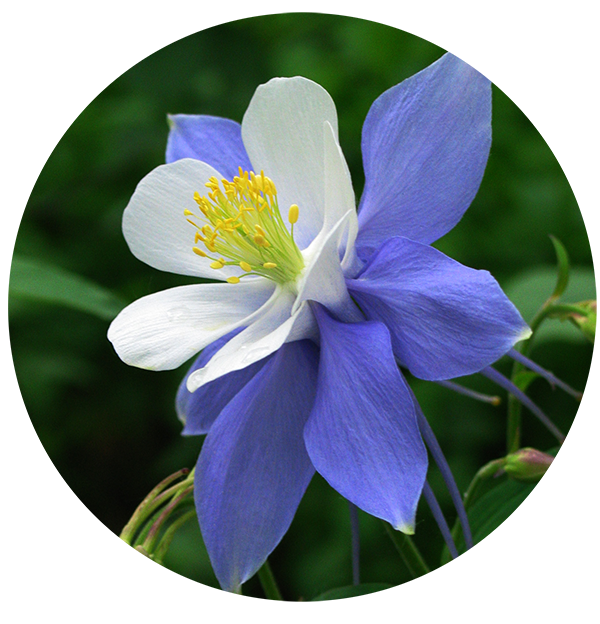 Contestants | Steamboat Pro Rodeo