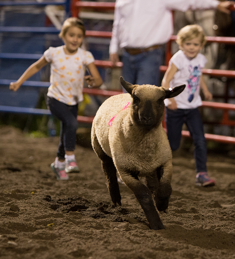 Blog | Steamboat Pro Rodeo